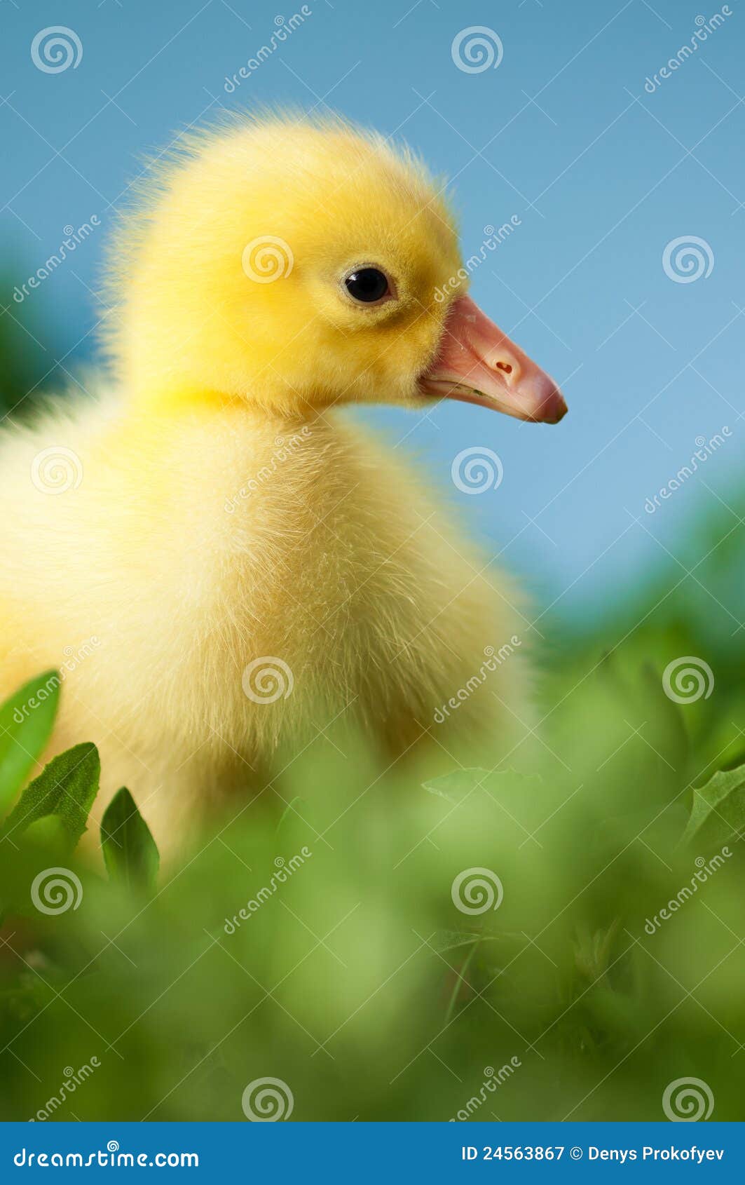 Gosling Bird