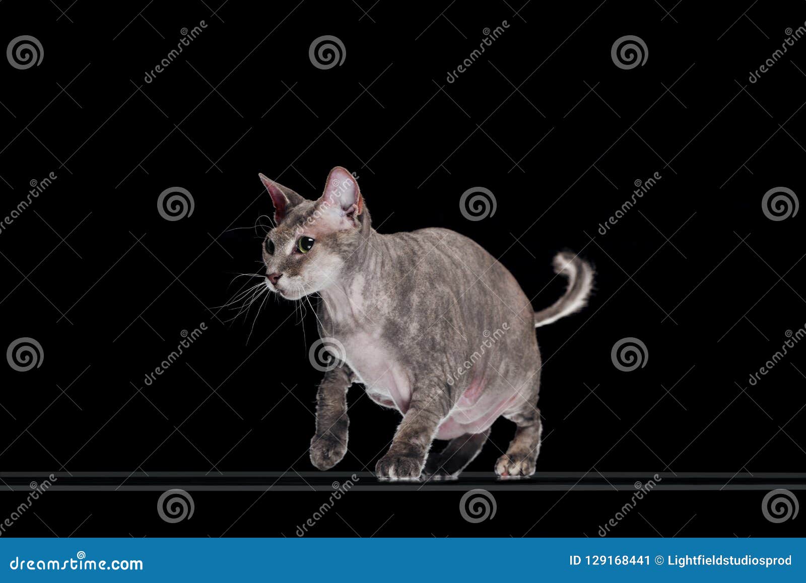 Domestic Grey Sphynx Cat Jumping Stock Image - Image of funny, mammal ...
