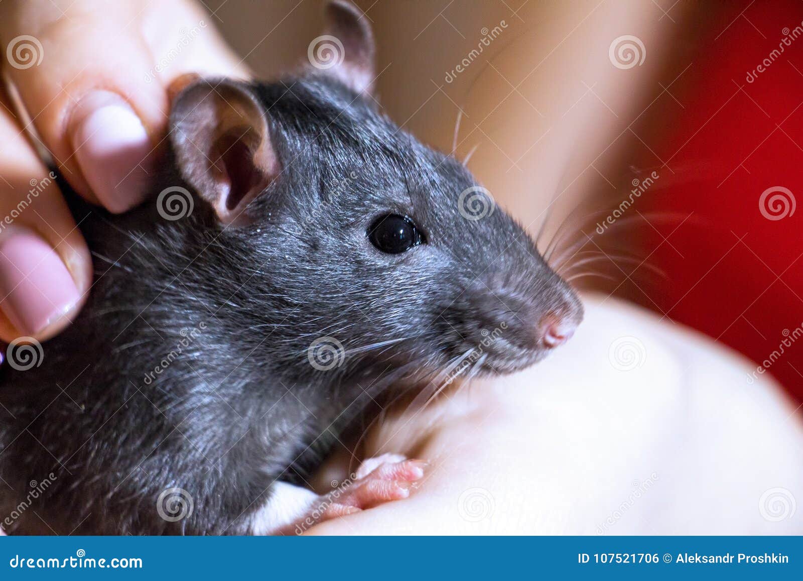 Domestic Hand-held Rat Sitting on Hands Stock Photo - Image of girl ...