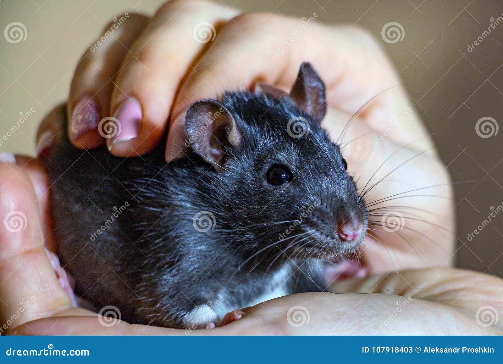Domestic Hand-held Rat Sitting on Hands Stock Image - Image of happy ...