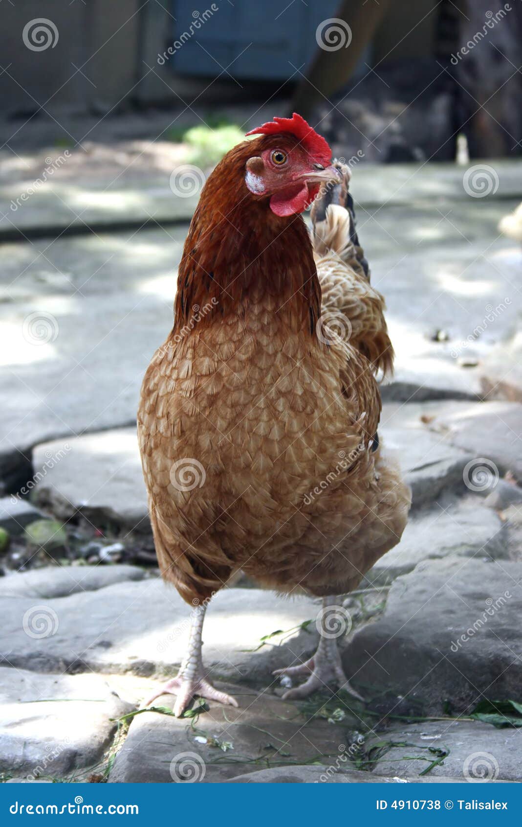 Domestic hen stock photo. Image of homestead, biology - 4910738