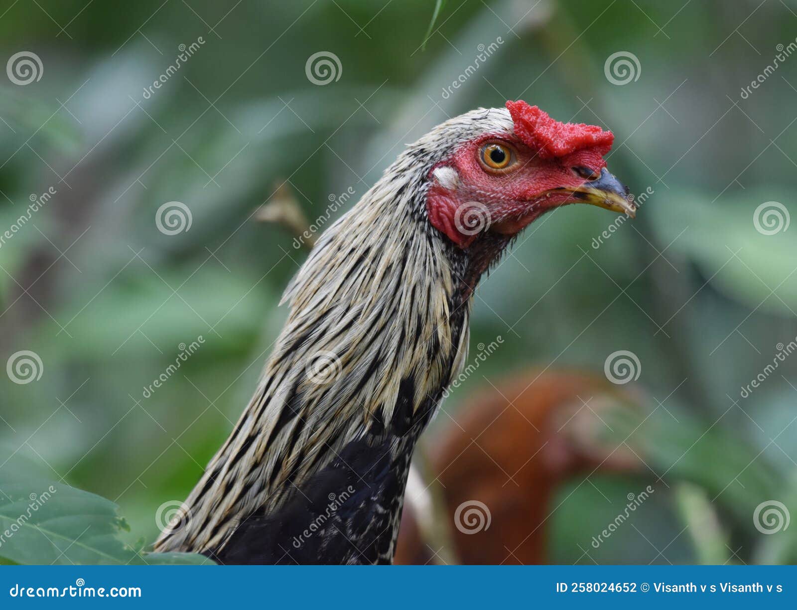 Domestic hen face closeup stock photo. Image of nature - 258024652