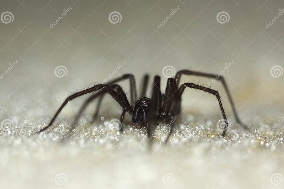 Domestic house spider stock image. Image of domestica - 13404579