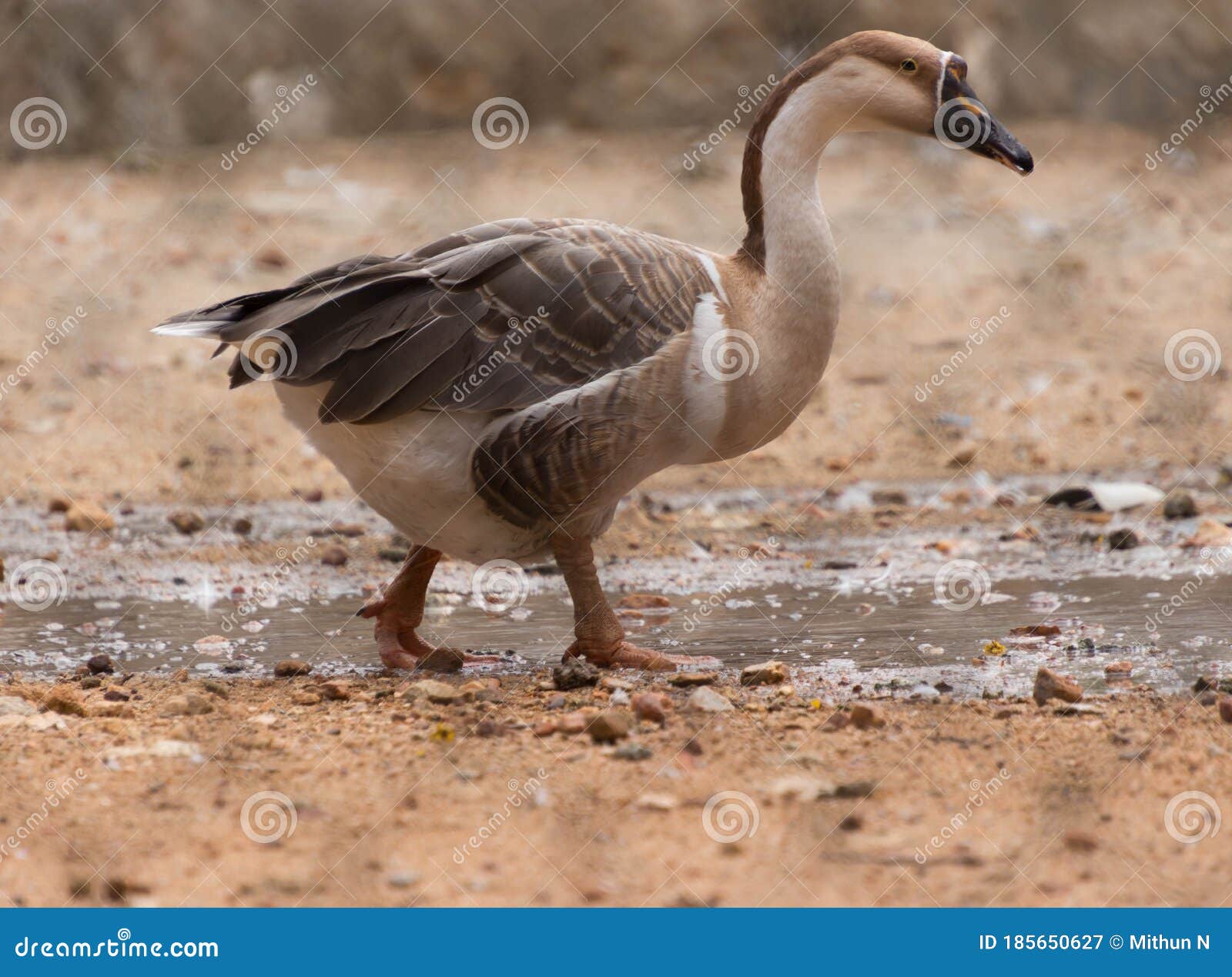Domestic Indian goose stock image. Image of birds, agriculture - 185650627