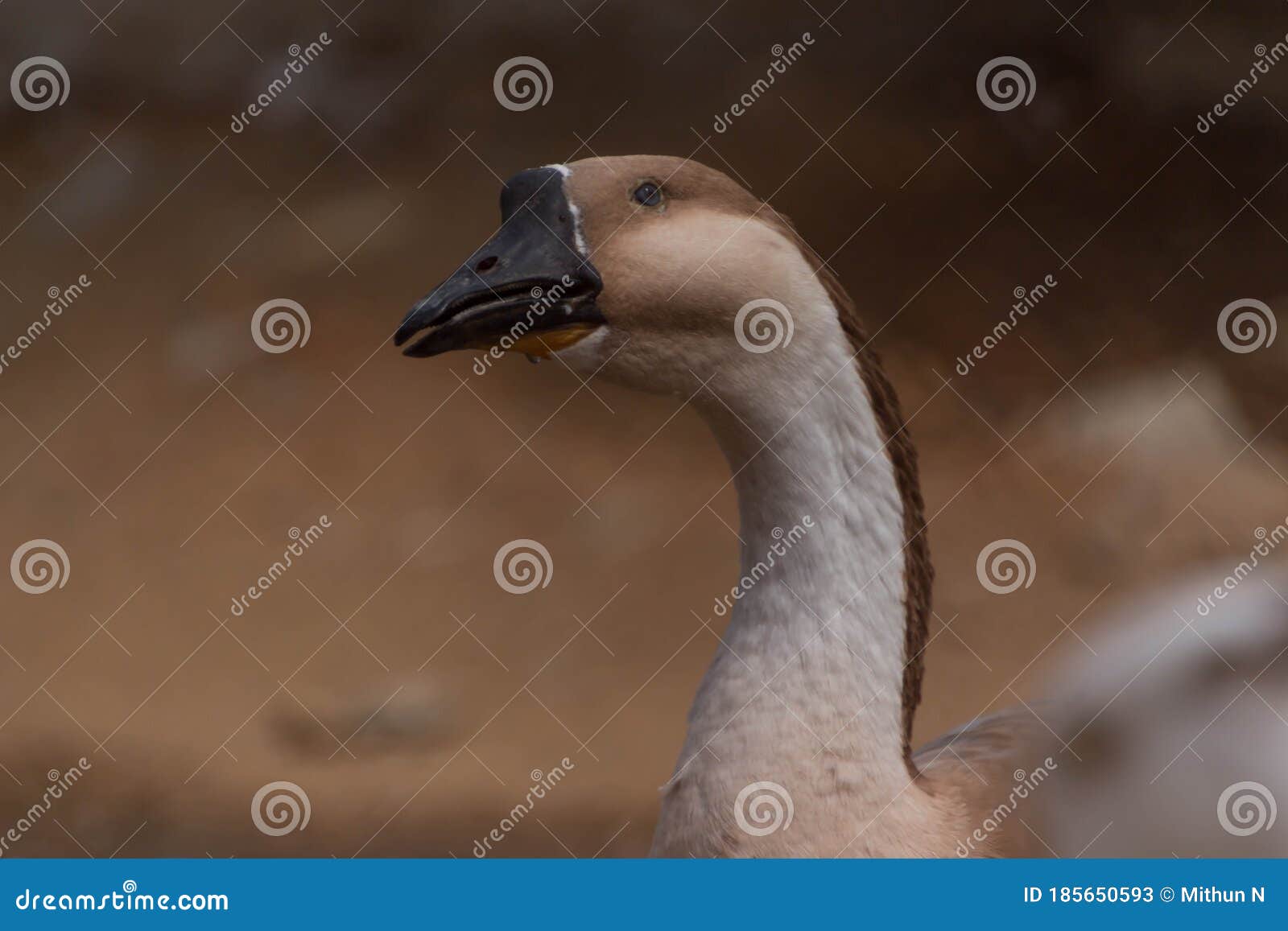Domestic Indian goose stock image. Image of farm, feather - 185650593