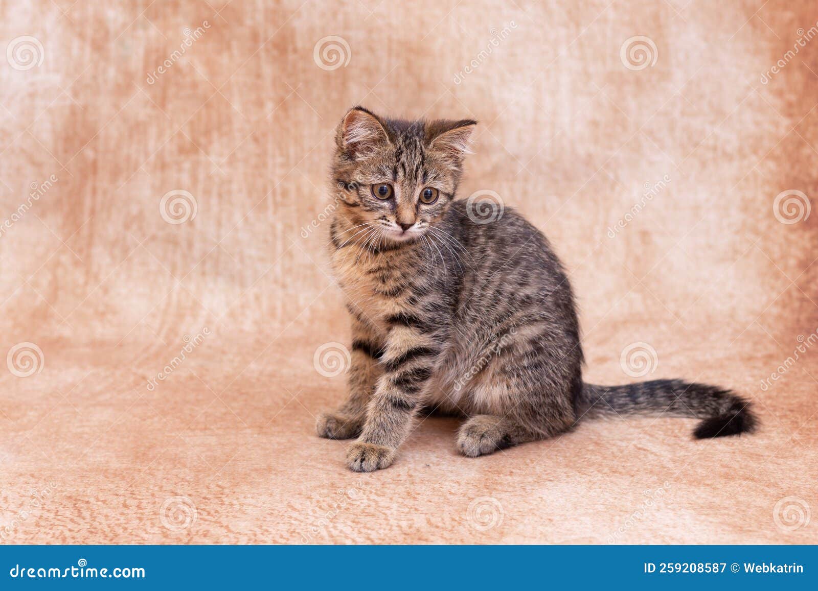 A Domestic Kitten Sits Quietly on a Homogeneous Light Background. Stock ...