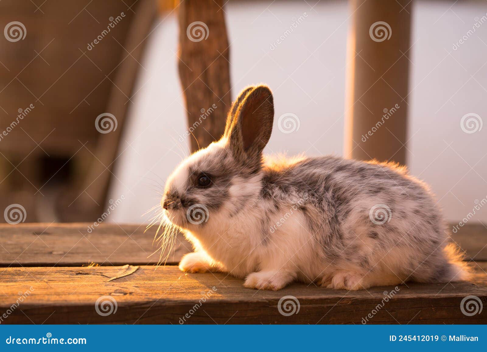 Domestic Little Rabbit Sitting on a Bench Stock Image - Image of easter ...