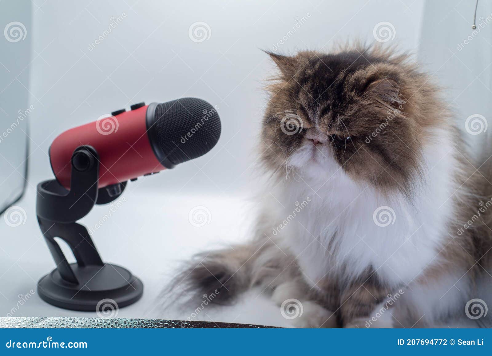 Domestic Long Hair Cat Talks To Microphone Stock Photo - Image of skin ...