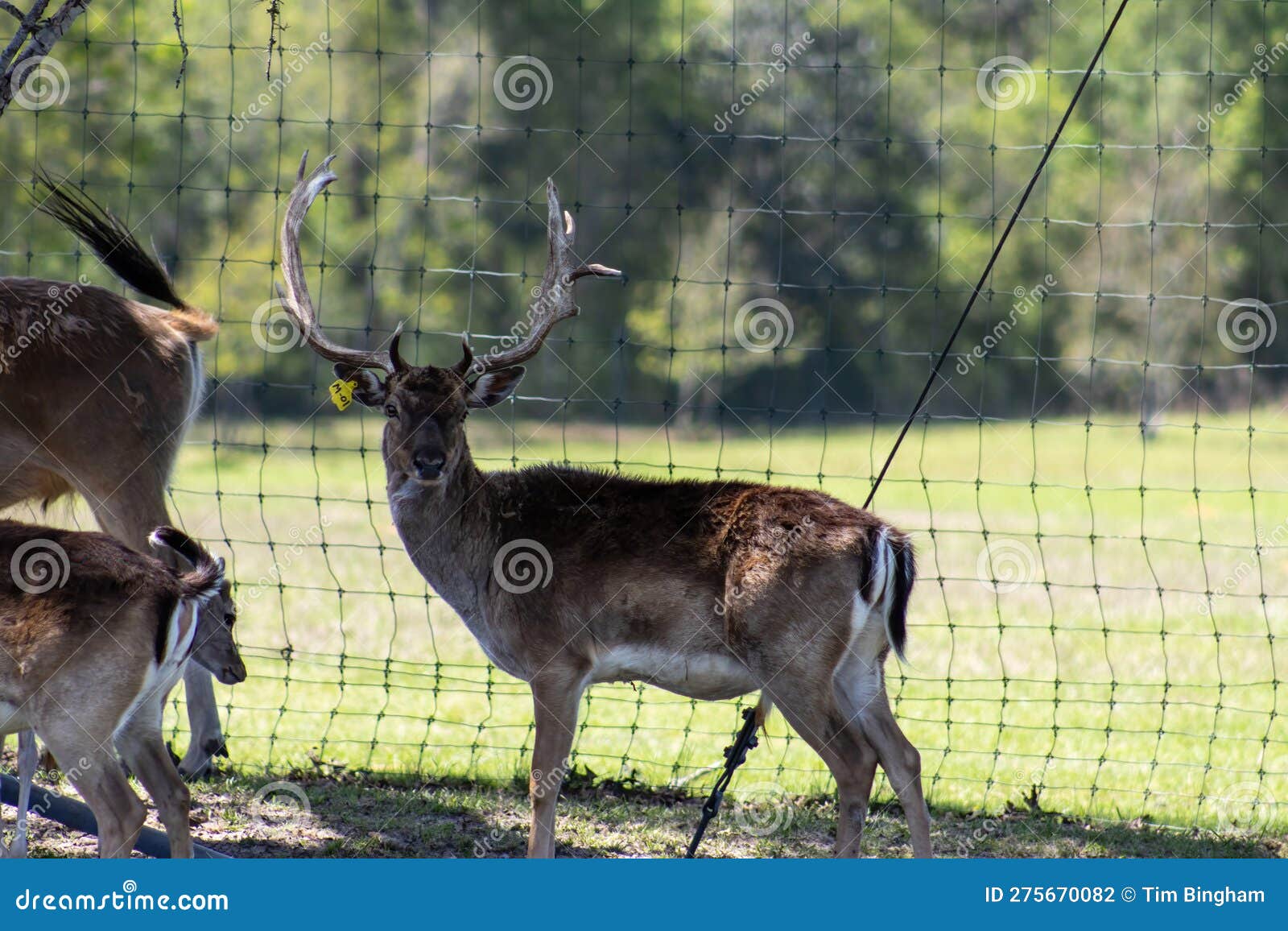 Domestic Male Deer Facing Camera Stock Photo - Image of tree, facing ...