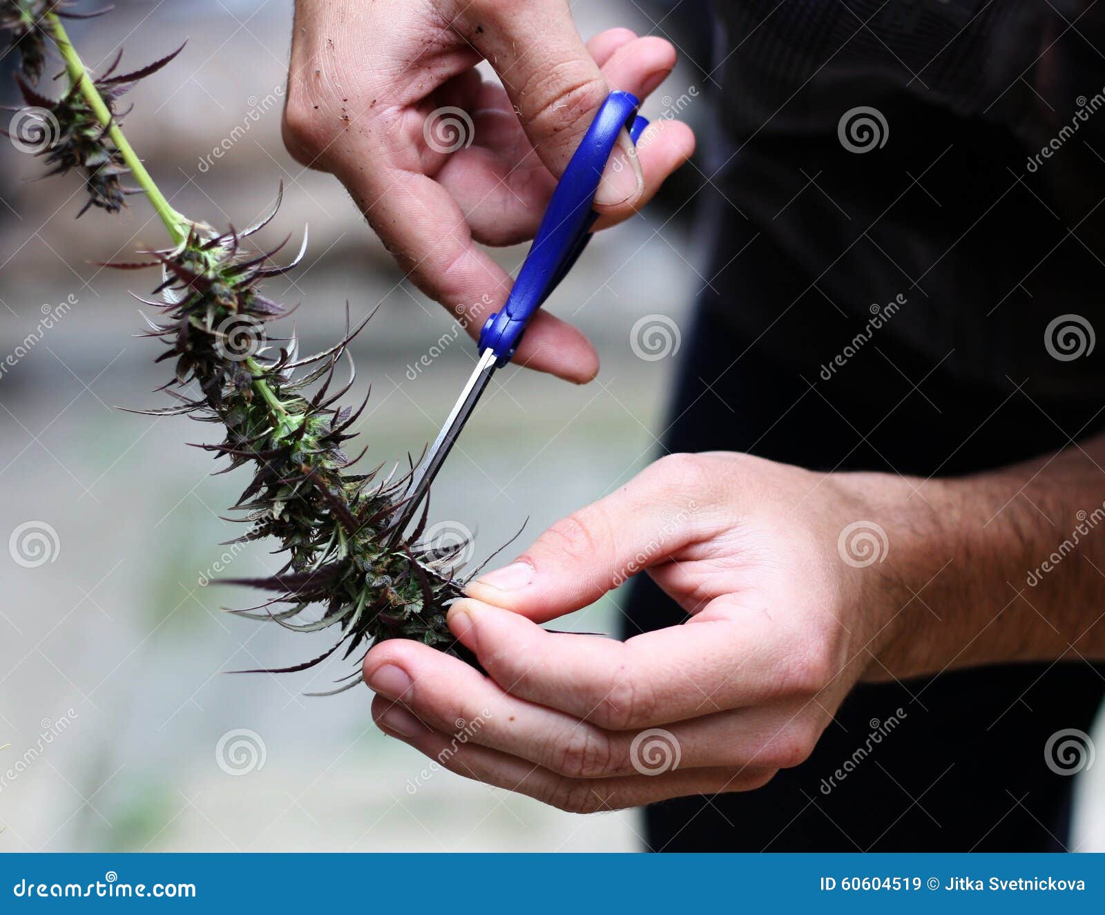 Domestic marijuana harvest stock image. Image of green - 60604519