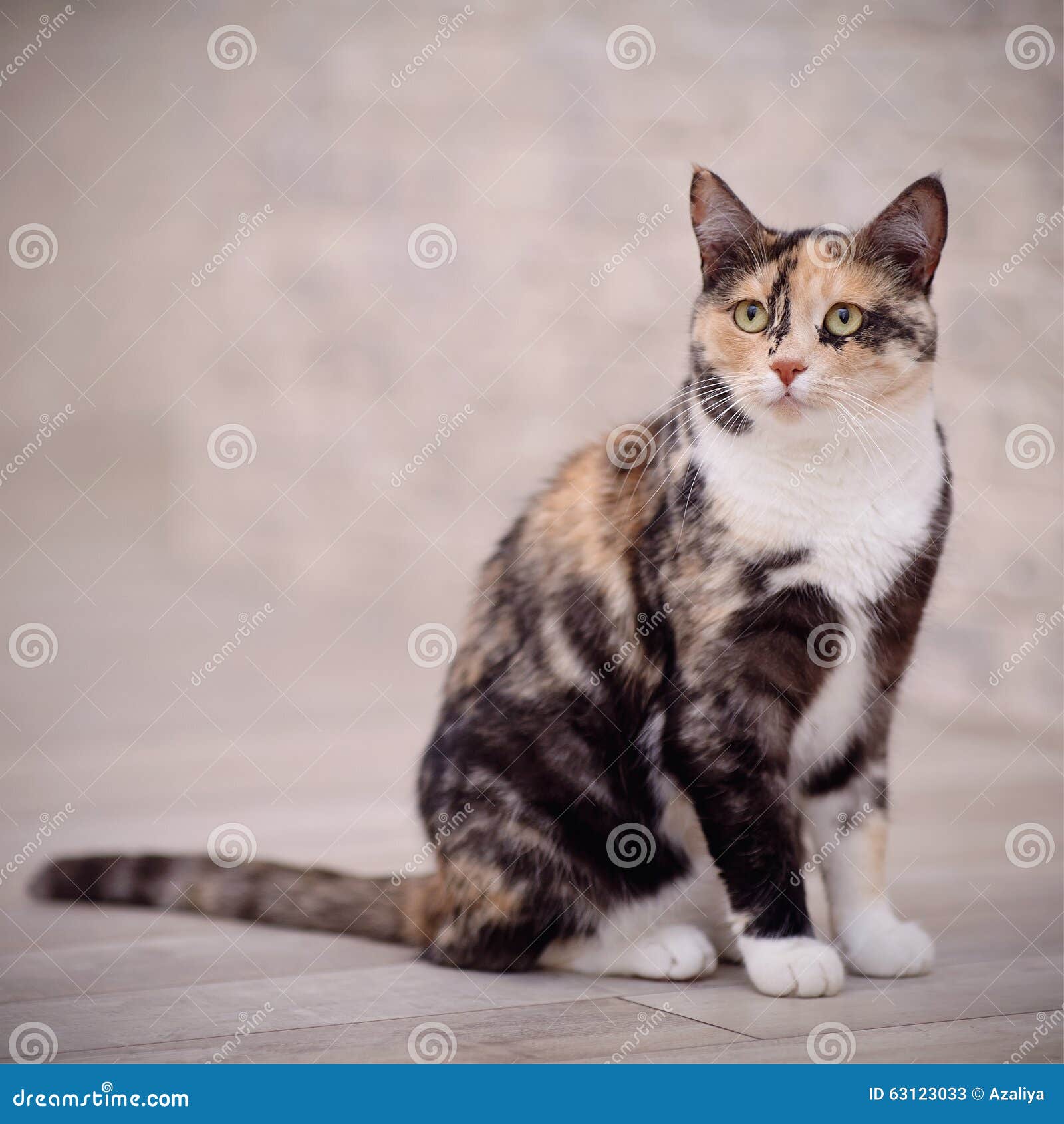 Domestic multi-colored cat stock image. Image of beast - 63123033
