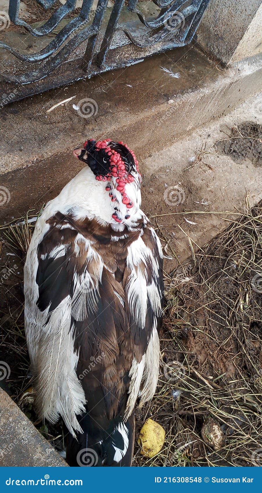 A Domestic Muscovy Duck Sitting a Corner. Stock Photo - Image of ducks ...