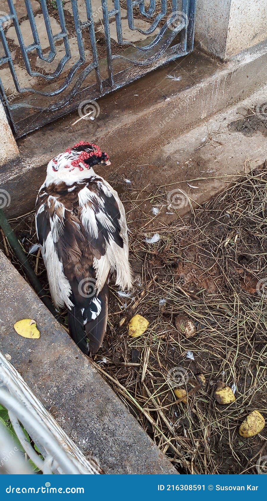 A Domestic Muscovy Duck Sitting a Corner. Stock Image - Image of ducks ...