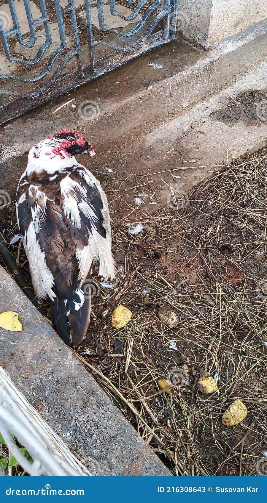 A Domestic Muscovy Duck Sitting a Corner. Stock Image - Image of bird ...