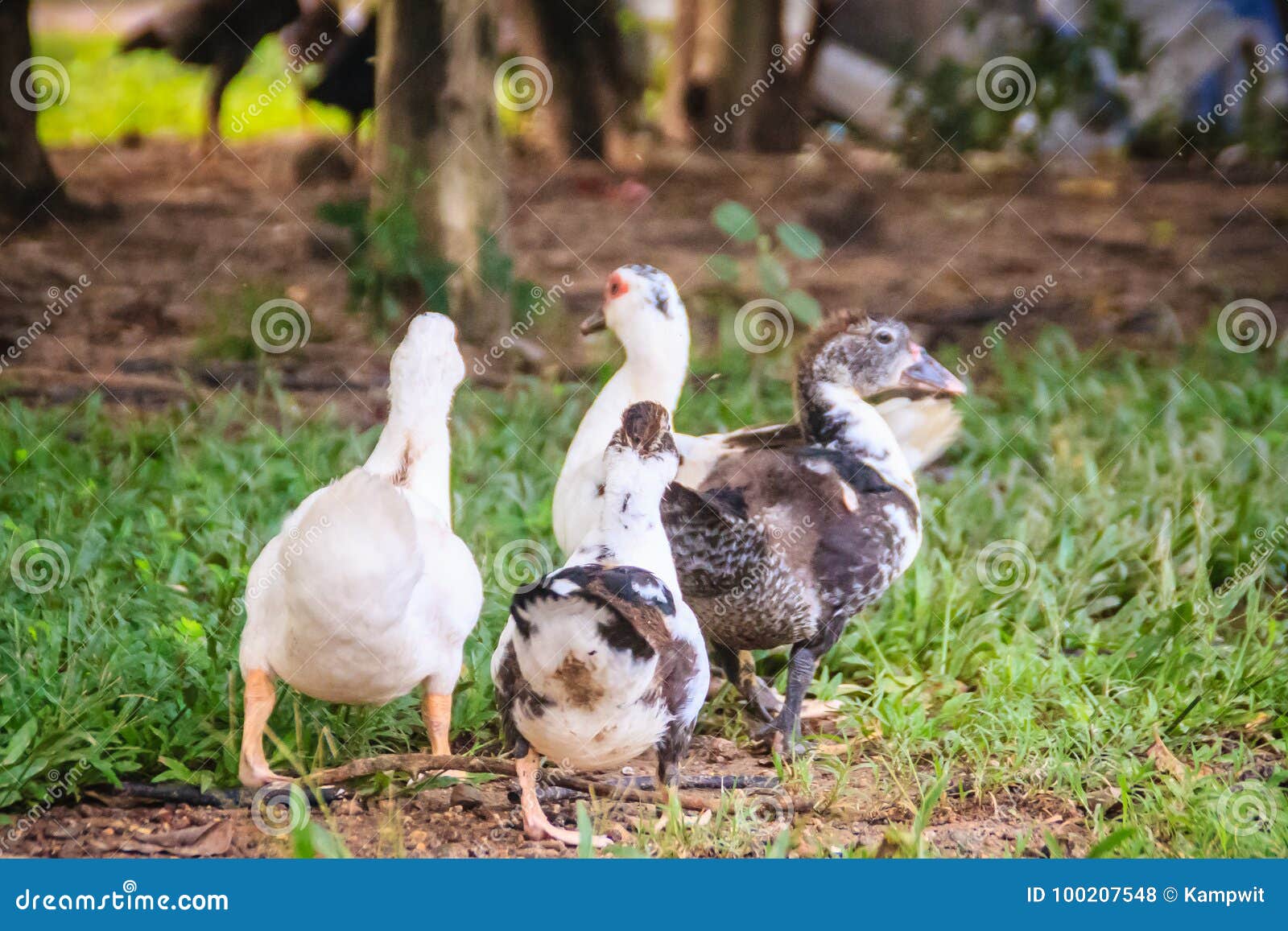 Domestic Muscovy Ducks in the Open Farming. the Muscovy Duck (Cairina ... Domestic Muscovy Ducks in the Open Farming. the Muscovy Duck (Cairina ...