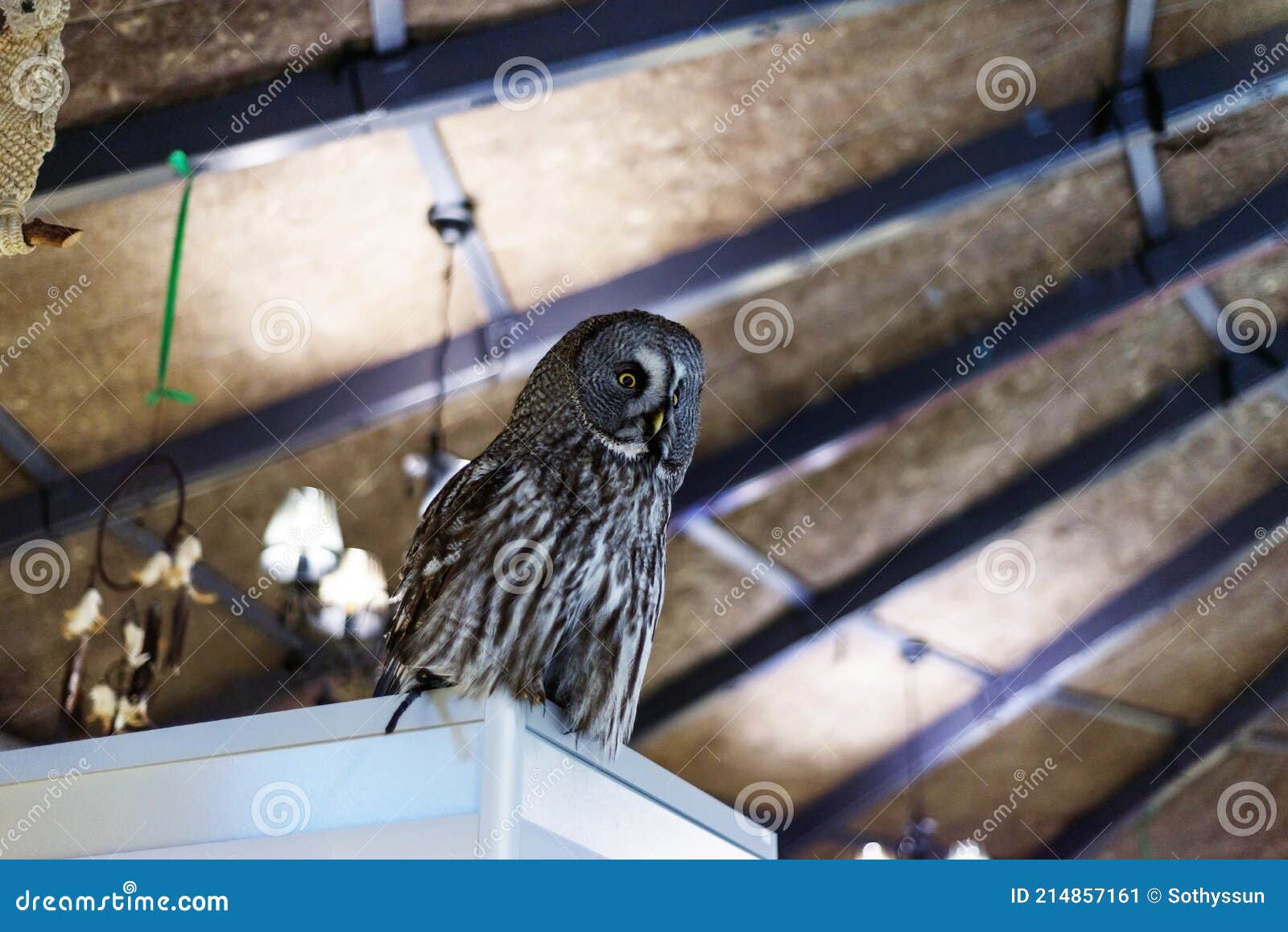 Domestic owl on a perch stock image. Image of eurasian - 214857161
