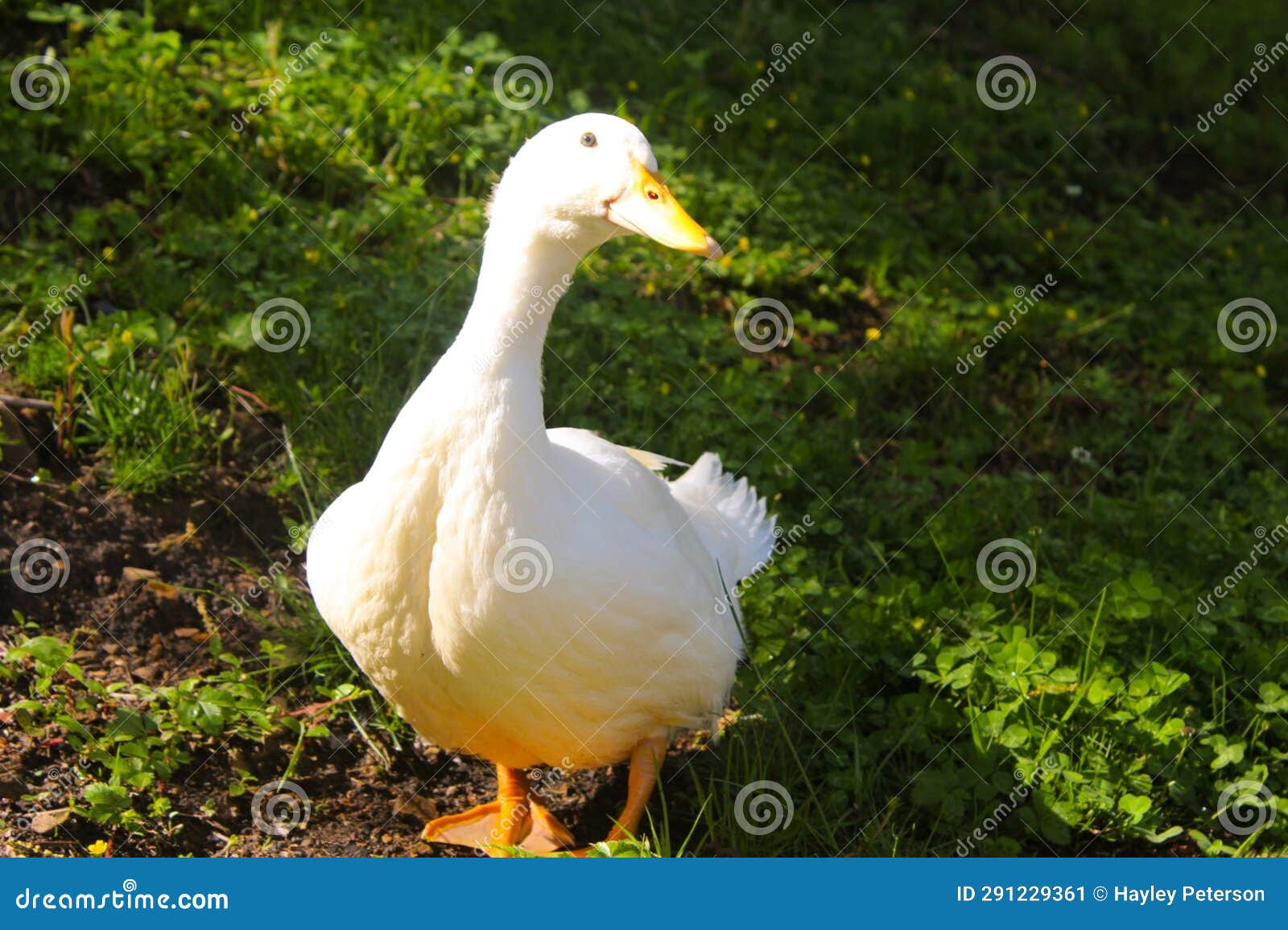 Domestic Pekin Duck stock image. Image of poultry, waterbird - 291229361
