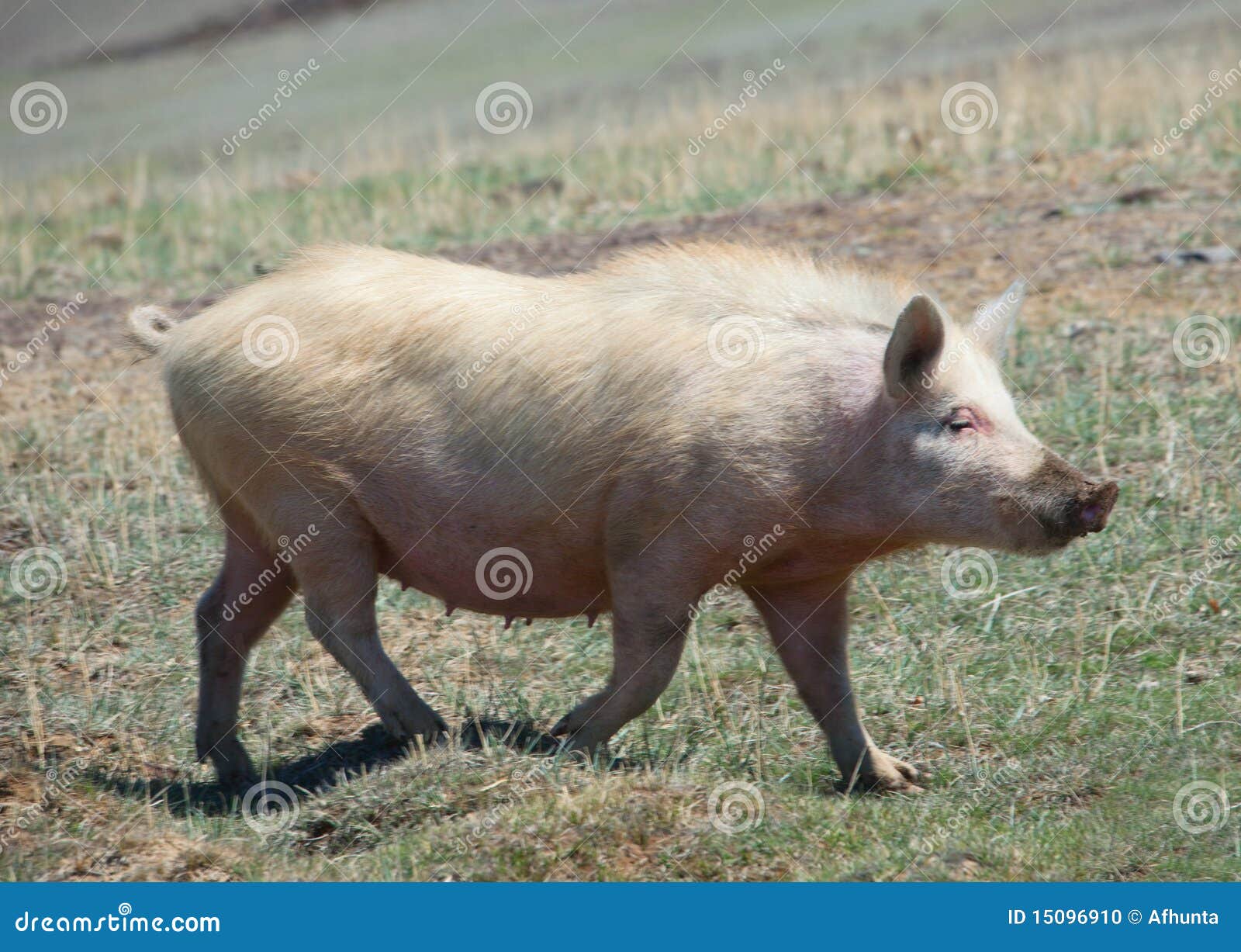 Domestic pig stock photo. Image of small, looking, unpleasant - 15096910