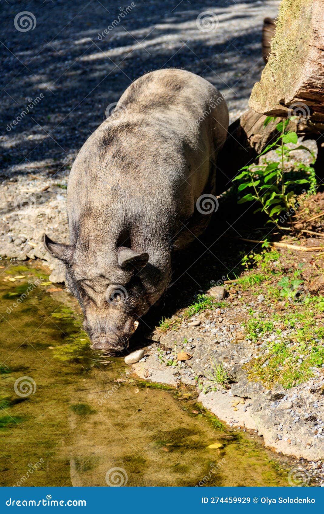 Domestic Pig Drinking Water from Pond in Farm Stock Image - Image of ...