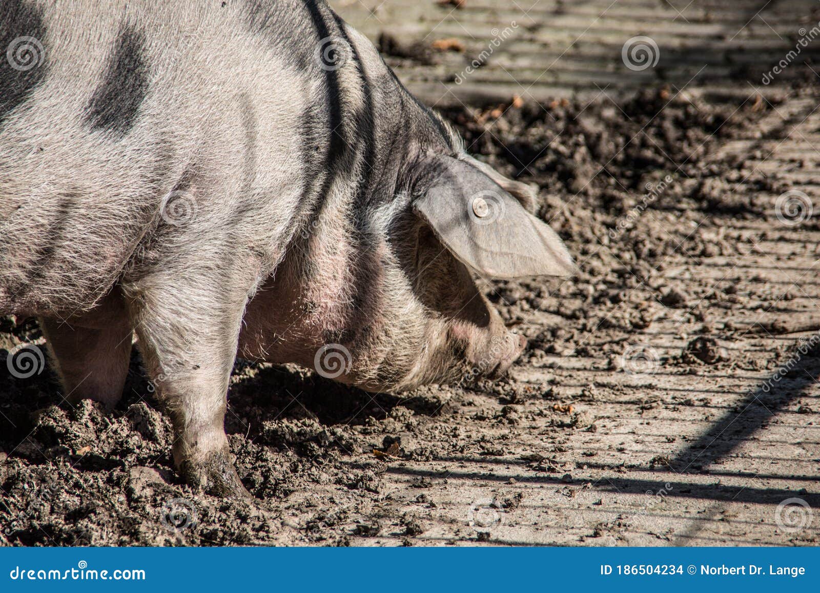 Domestic pig in the mud stock photo. Image of lucky - 186504234
