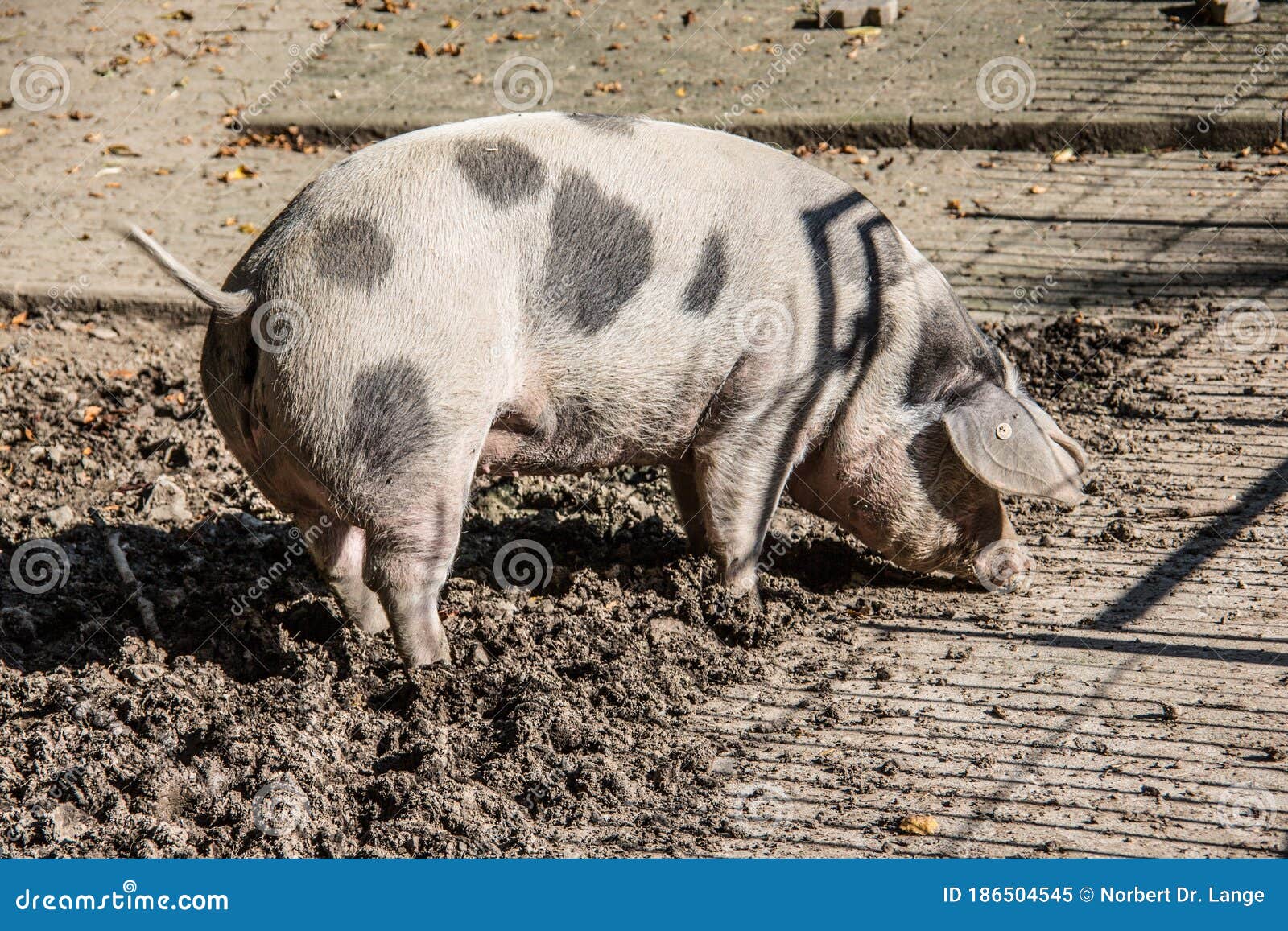 Domestic pig in the mud stock image. Image of pink, meat - 186504545