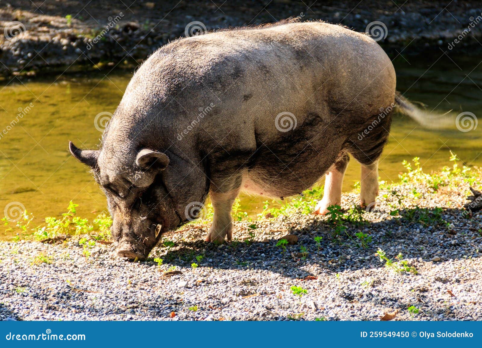 Domestic Pig by Pond in Farm Stock Photo - Image of pork, drinking ...