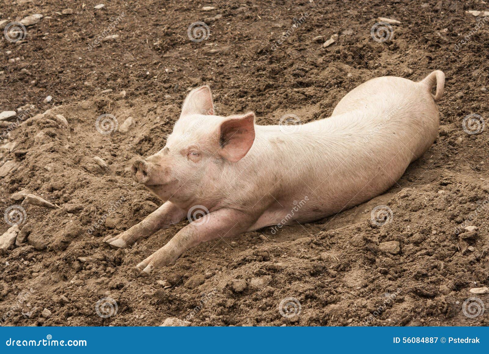 Domestic Pig Resting in Mud Stock Image - Image of funny, stretching ...