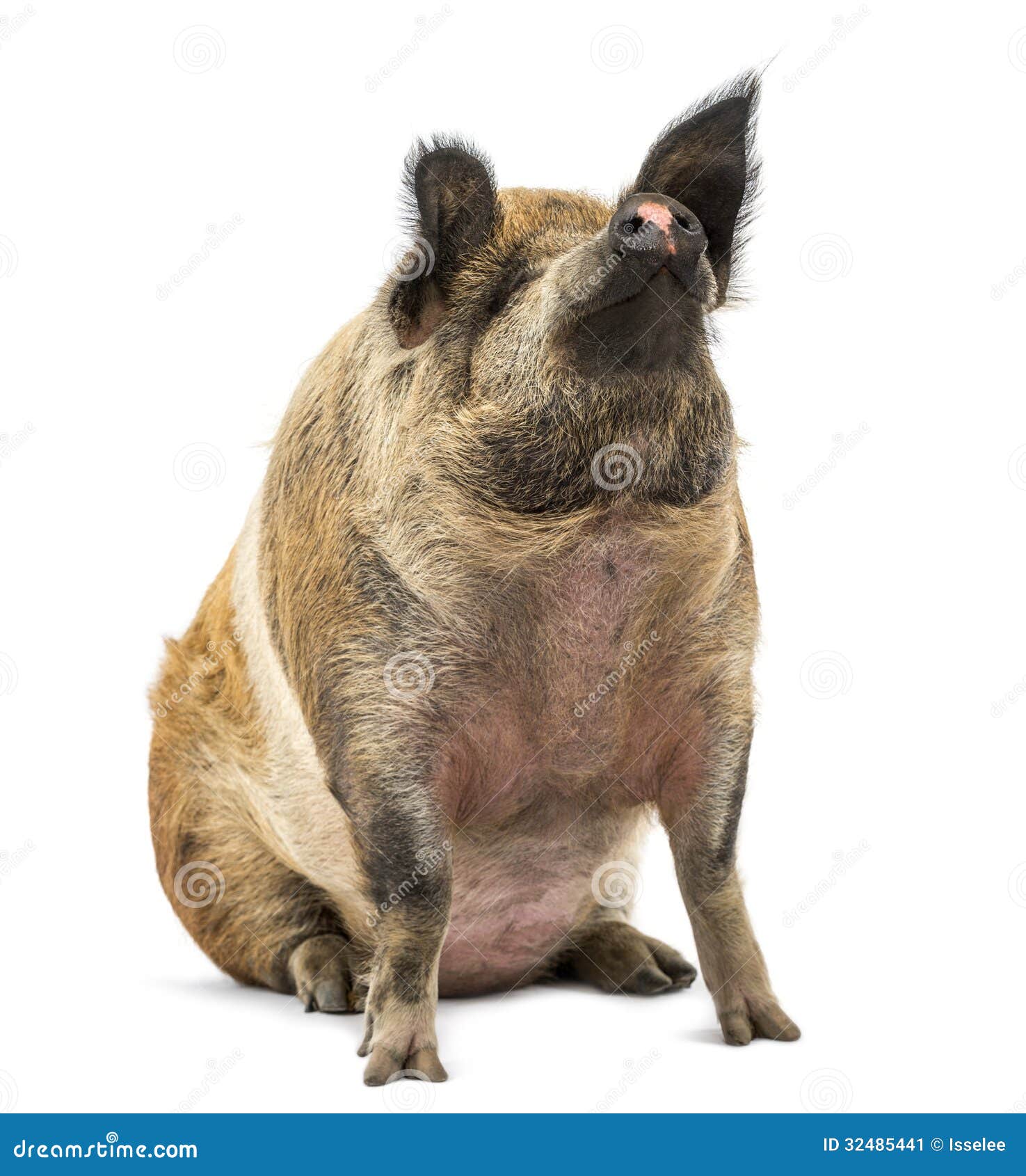Domestic Pig Sitting and Looking Up, Isolated Stock Image - Image of ...