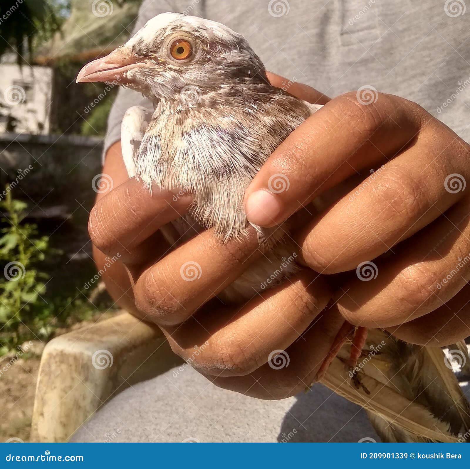 Domestic Pigeon in My Hand & X28;white& X29; Stock Image - Image of ...