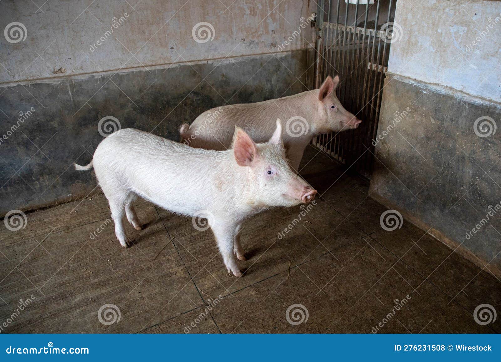 Domestic Pigs Standing on a Farm Stock Photo - Image of pigs, oink ...