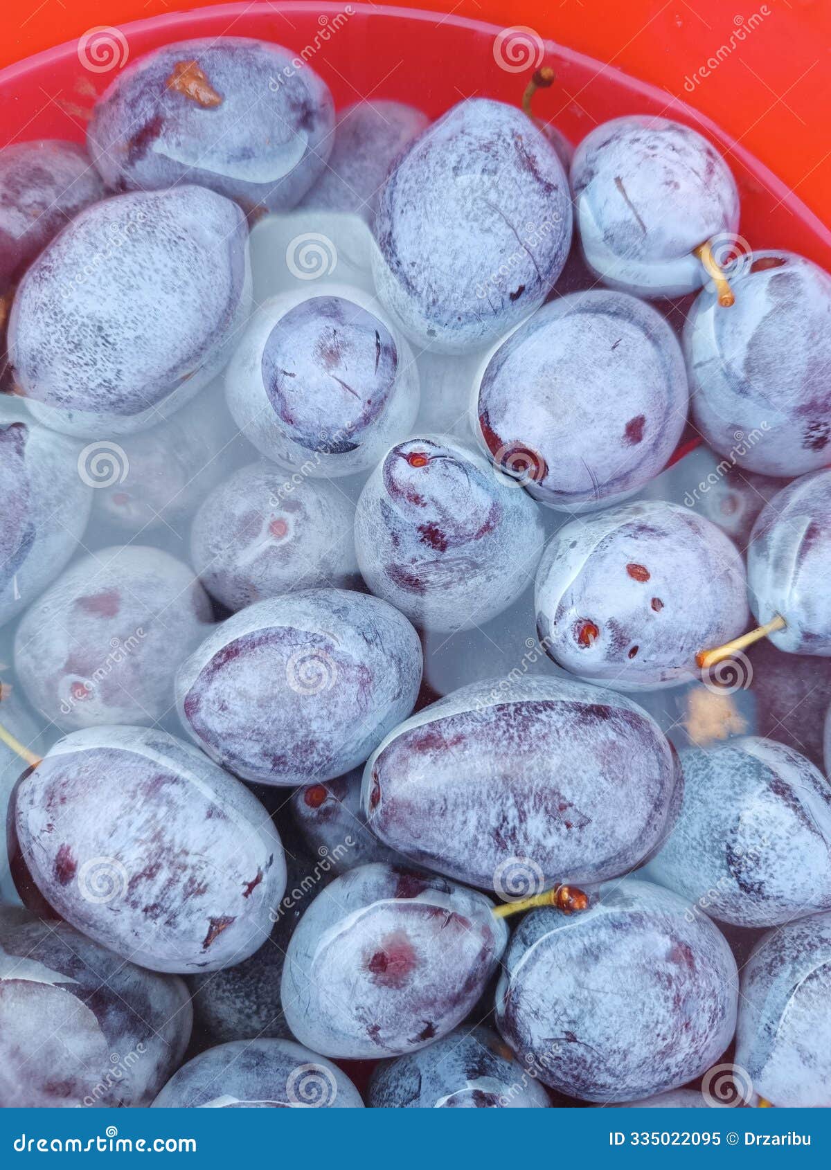 Domestic Plum Fruits Ready for Further Processing Stock Image - Image ...
