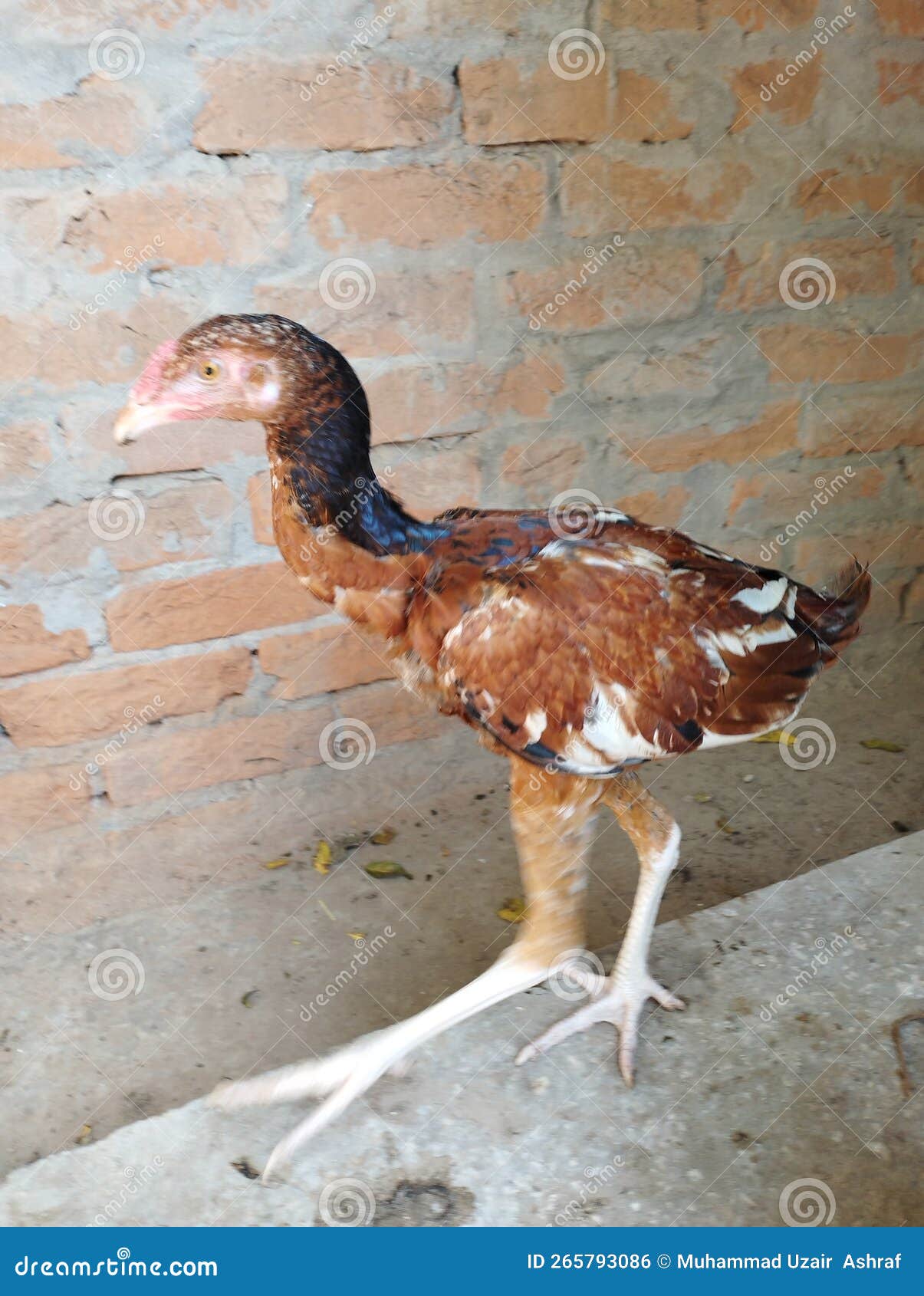 Domestic poultry hen stock photo. Image of poultry, goose - 265793086