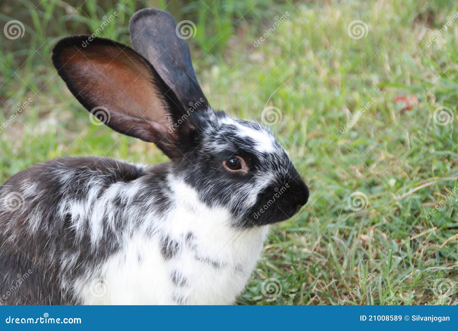 A domestic rabbit stock image. Image of green, grass - 21008589
