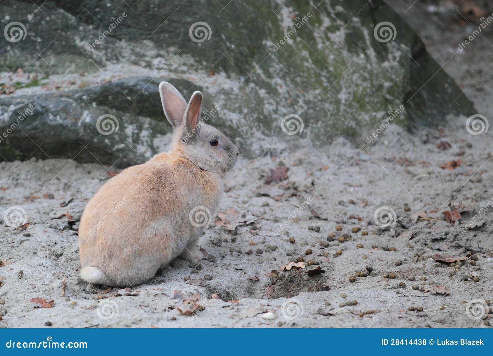 Domestic Rabbit Royalty Free Stock Photos - Image: 28414438