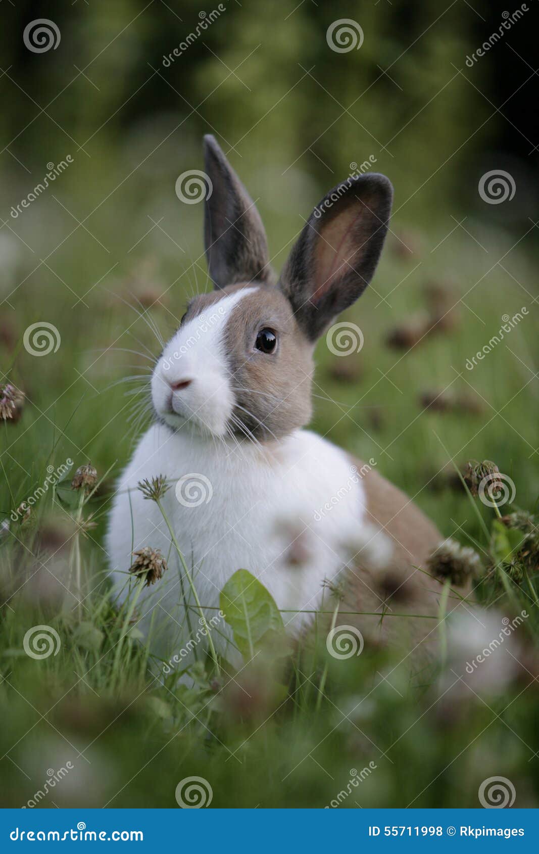 Domestic Rabbit stock photo. Image of domestic, zoology - 55711998