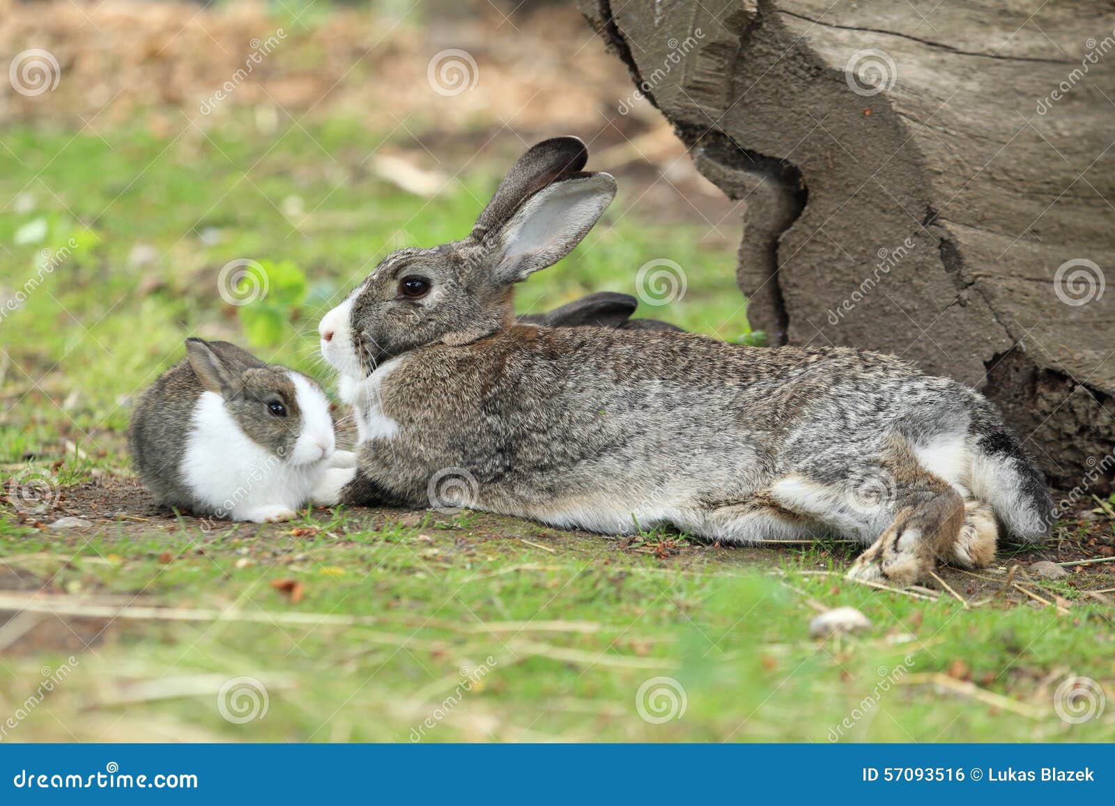 Domestic rabbit stock photo. Image of animal, young, grass - 57093516