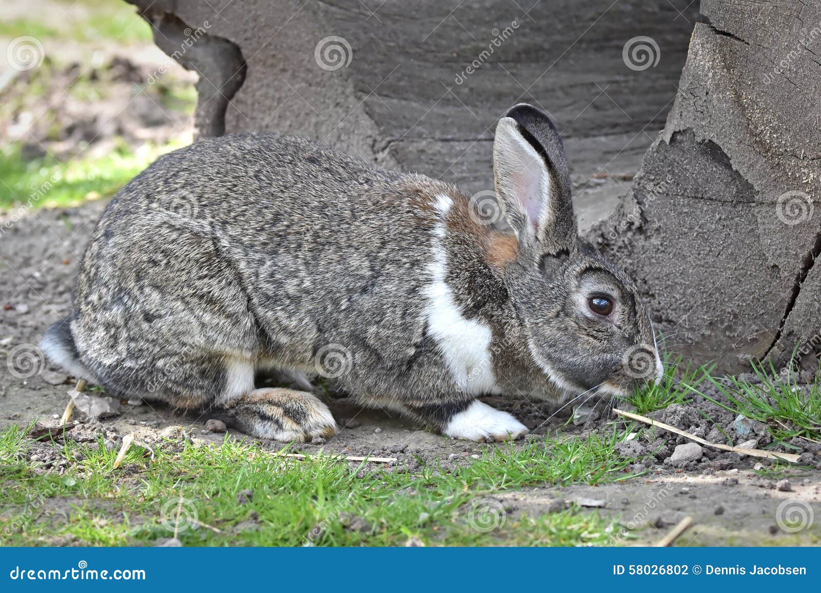 Domestic Rabbit (Oryctolagus Cuniculus) Stock Photo - Image of rabbit ...