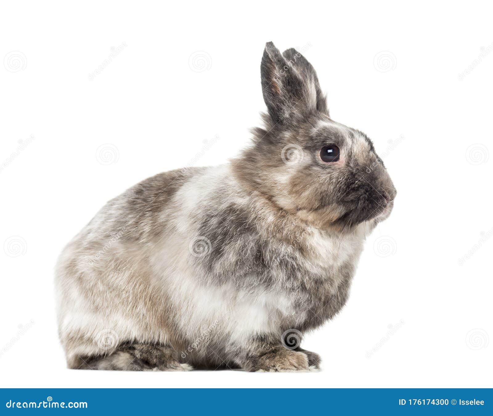 Domestic Rabbit Sitting, Isolated Stock Photo - Image of studio, animal ...