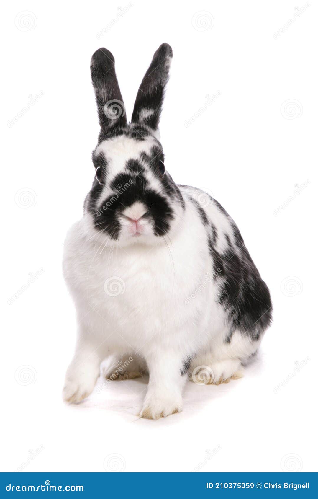 Domestic Rabbit Isolated on a White Background Stock Image - Image of ...