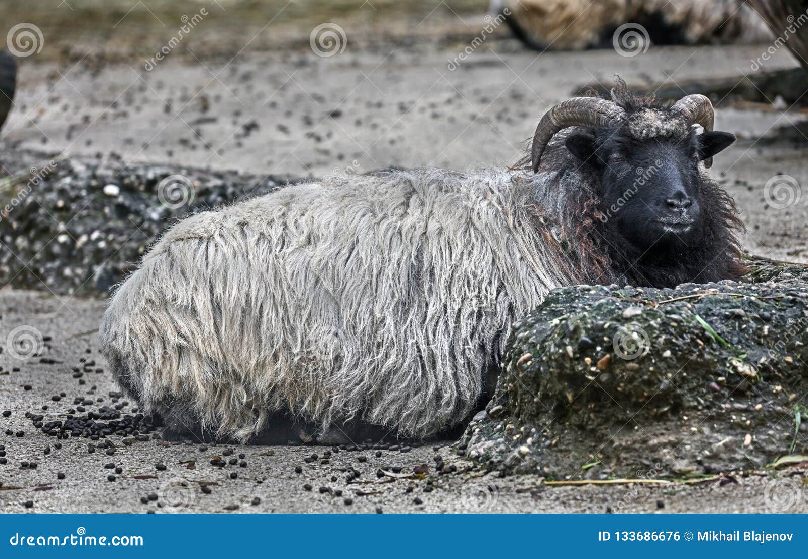 Domestic ram 10 stock photo. Image of hoof, animal, wool - 133686676