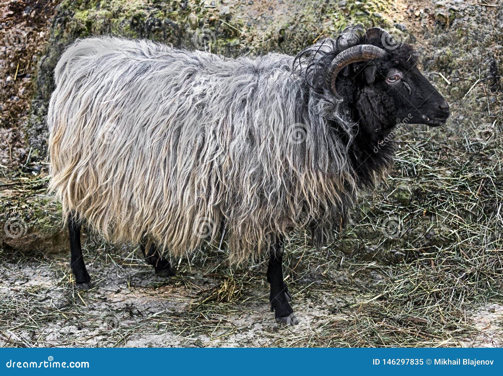 Domestic ram 12 stock image. Image of zoology, stupid - 146297835