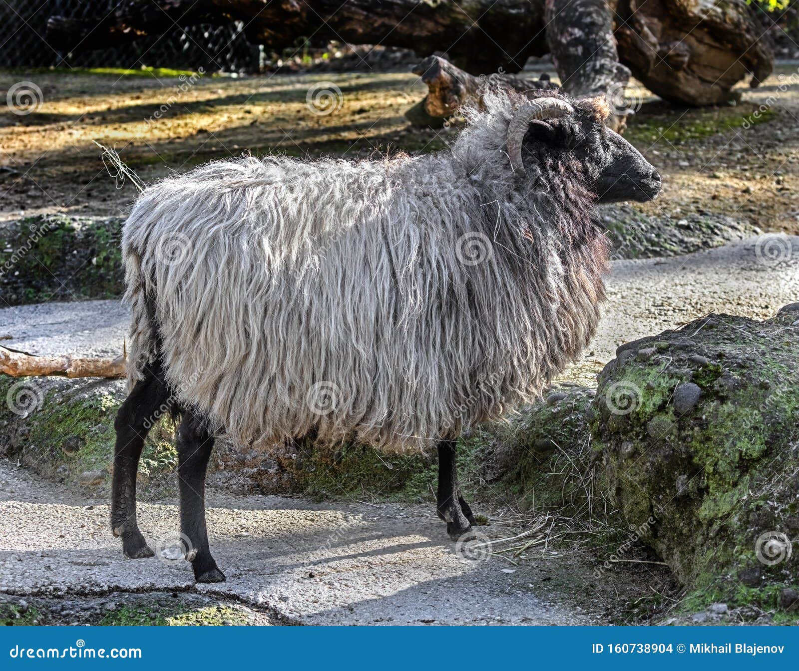 Domestic ram 15 stock photo. Image of nice, sheep, graze - 160738904