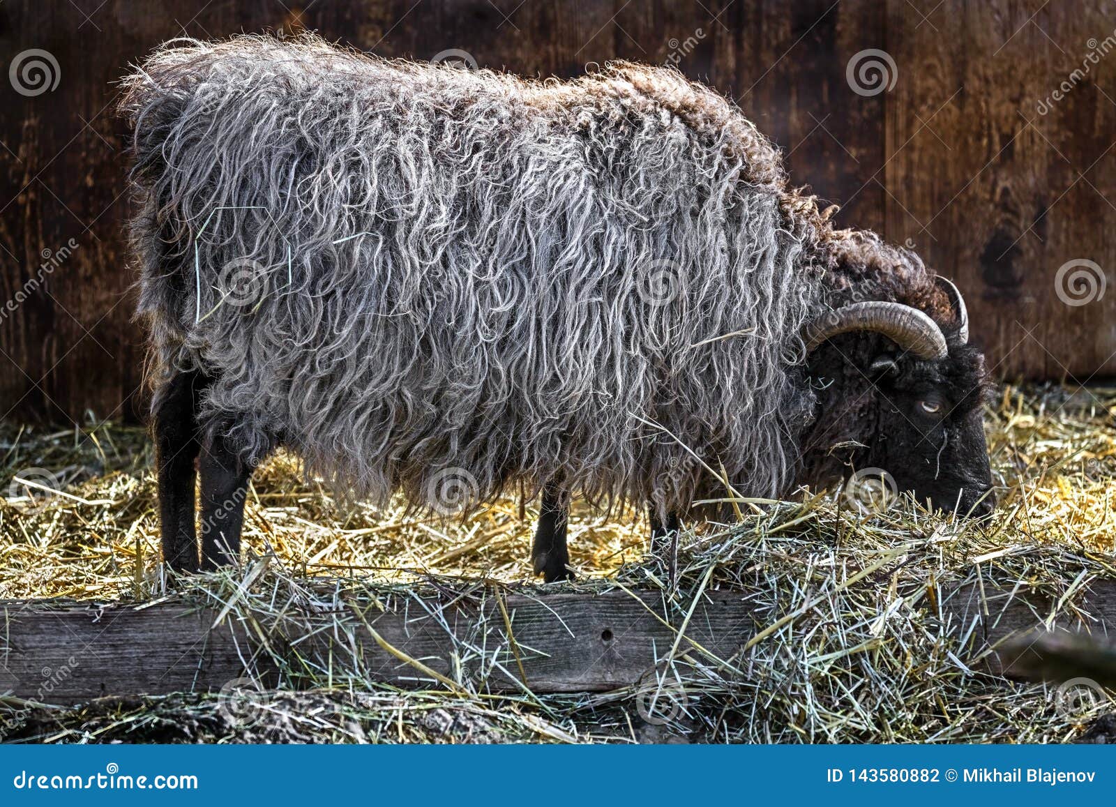 Domestic ram eating hay 2 stock photo. Image of obstinate - 143580882