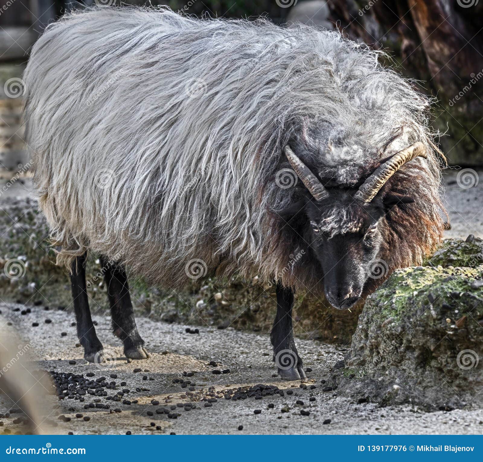 Domestic ram 11 stock photo. Image of fauna, grass, zoology - 139177976
