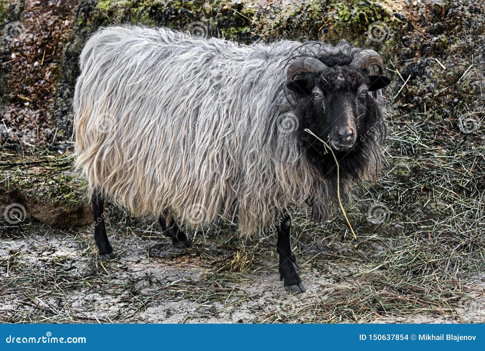 Domestic ram 13 stock photo. Image of sheep, nature - 150637854