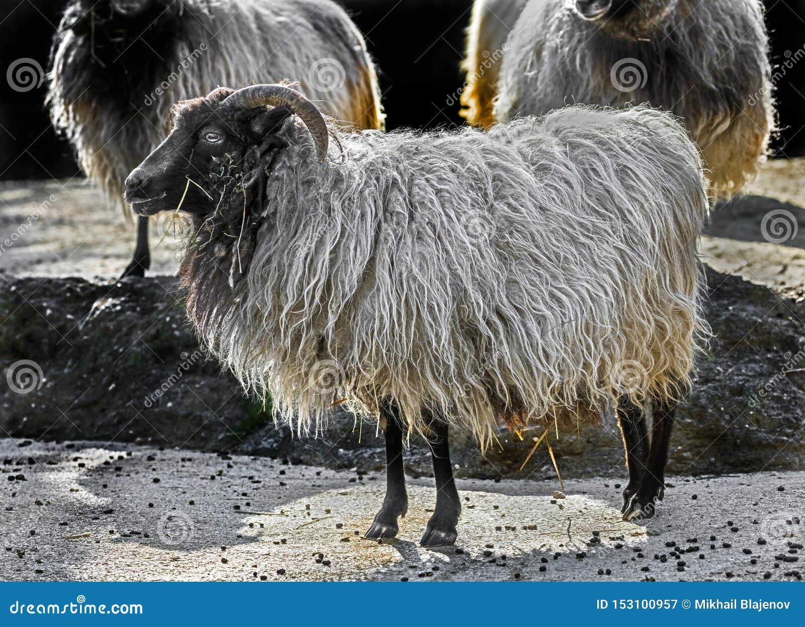 Domestic ram 14 stock image. Image of portrait, sheep - 153100957