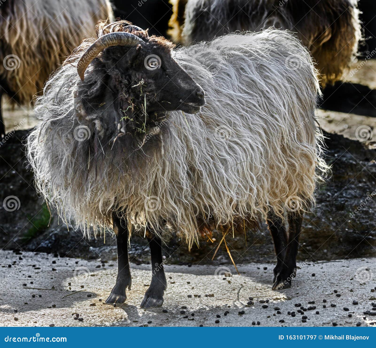 Domestic ram 16 stock image. Image of ecology, nice - 163101797