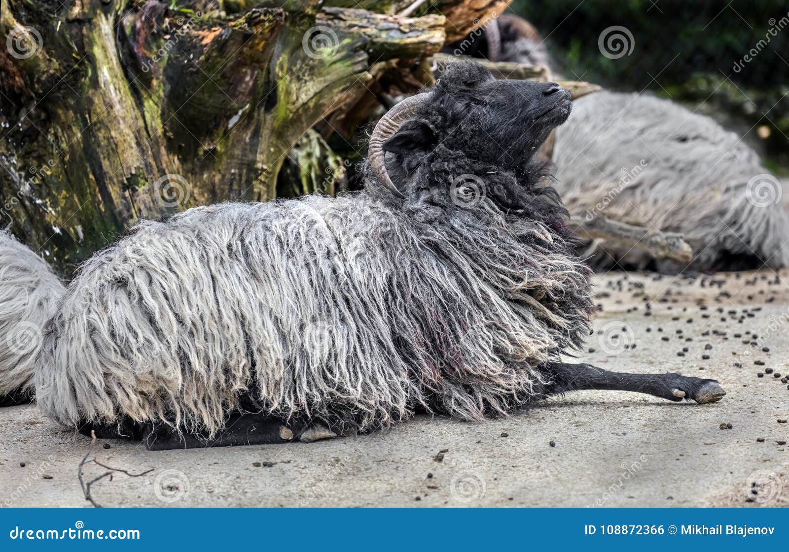 Domestic ram 6 stock photo. Image of nice, grass, animal - 108872366