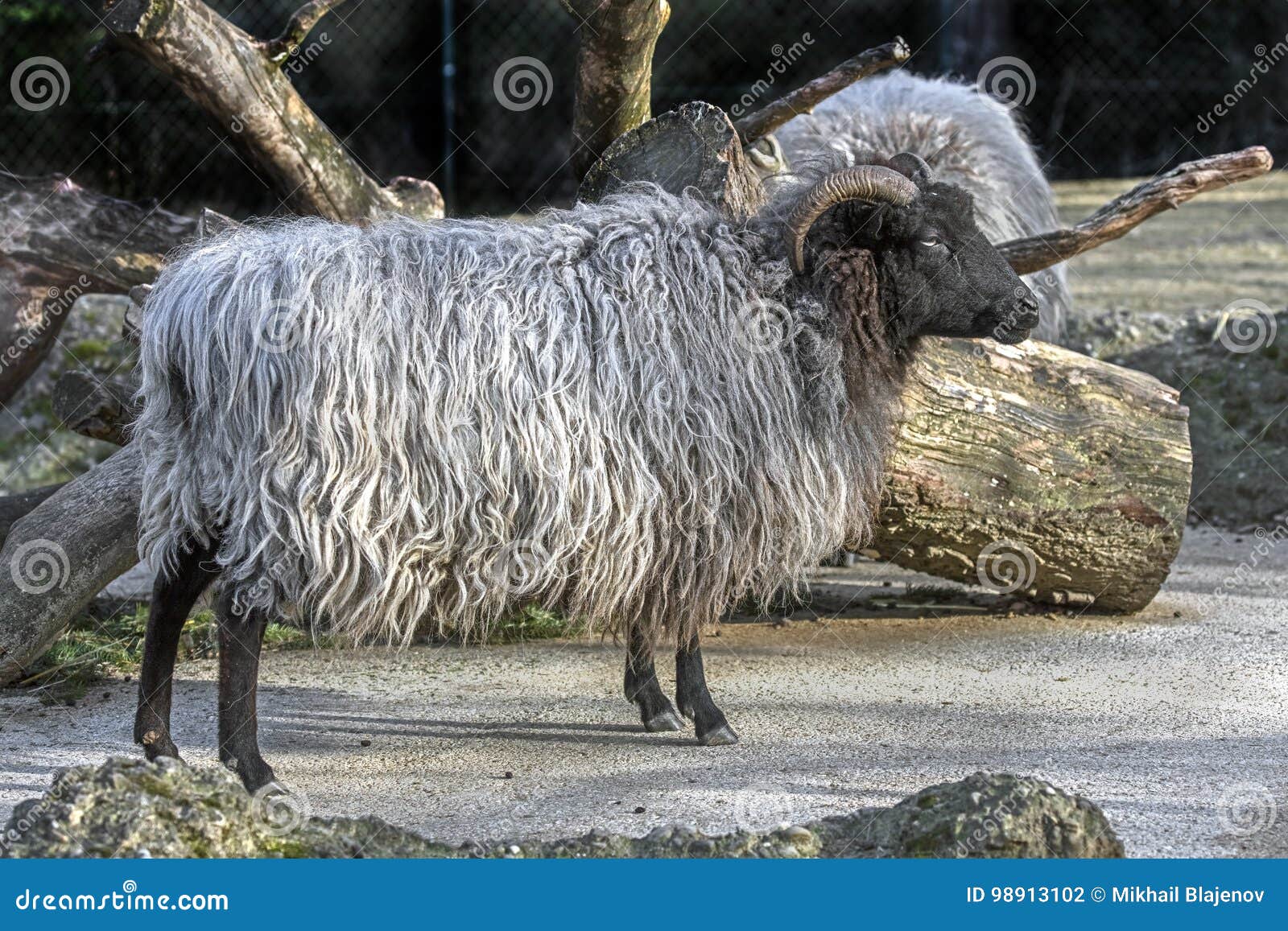 Domestic ram 3 stock photo. Image of environment, fauna - 98913102