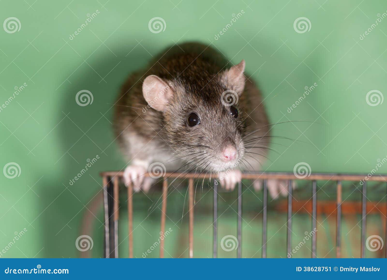 Domestic rat stock image. Image of rodent, whisker, animals - 38628751